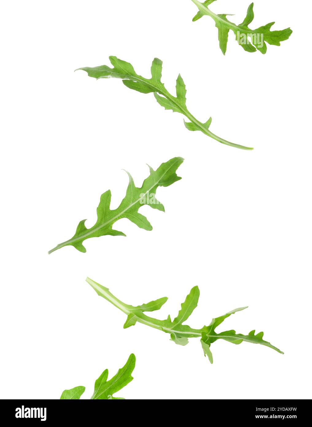 Fresh green arugula in air on white background Stock Photo - Alamy