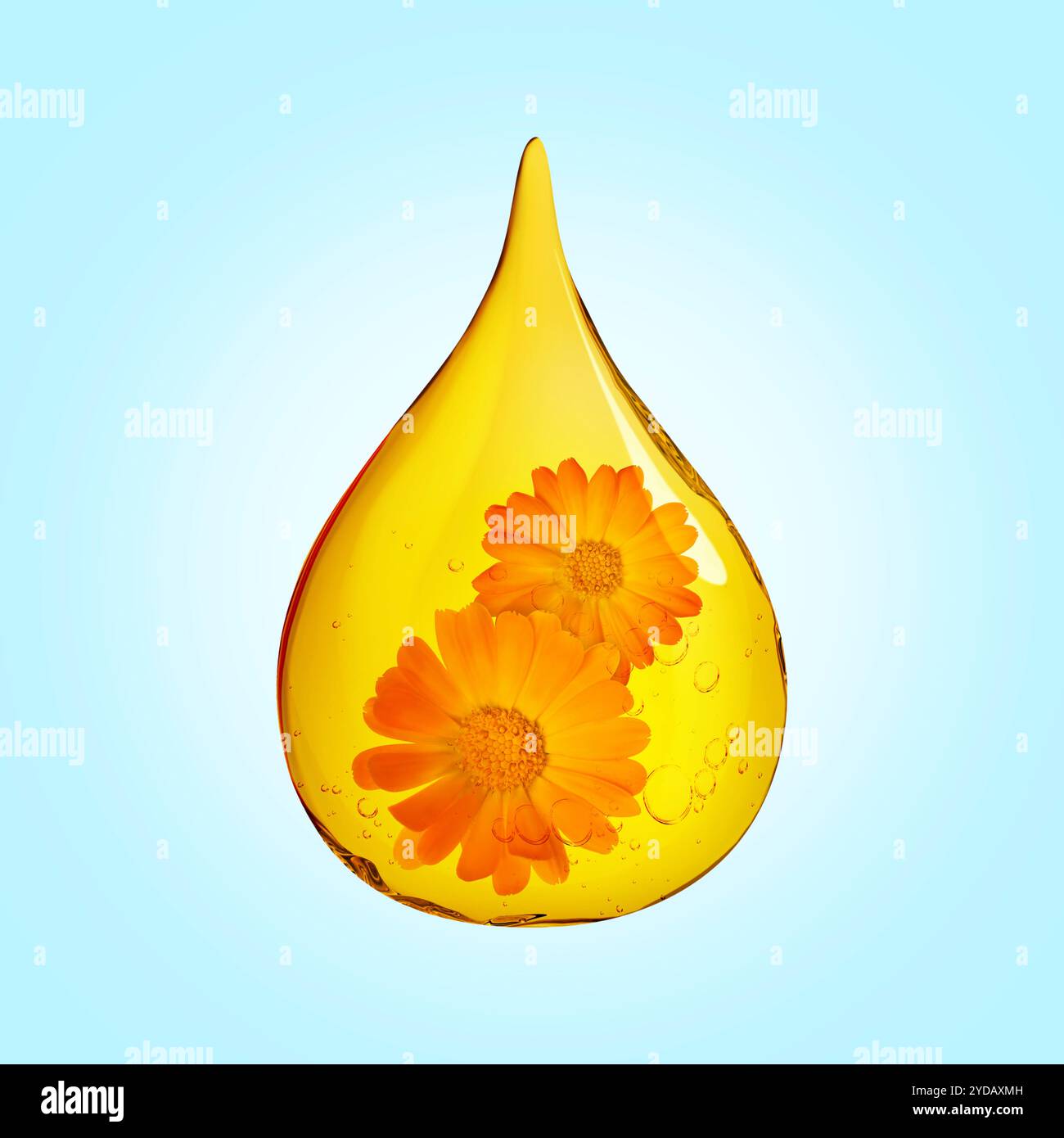 Calendula essential oil drop with flowers inside on light blue background Stock Photo - Alamy