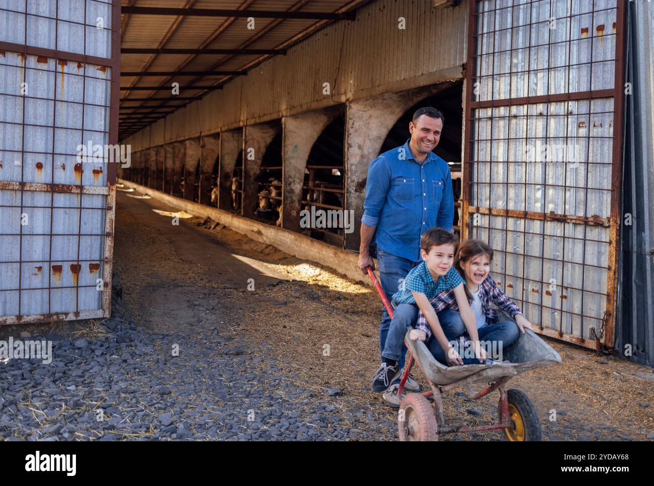 A laughing man drives his two children in a wheelbarrow in a barn Stock ...