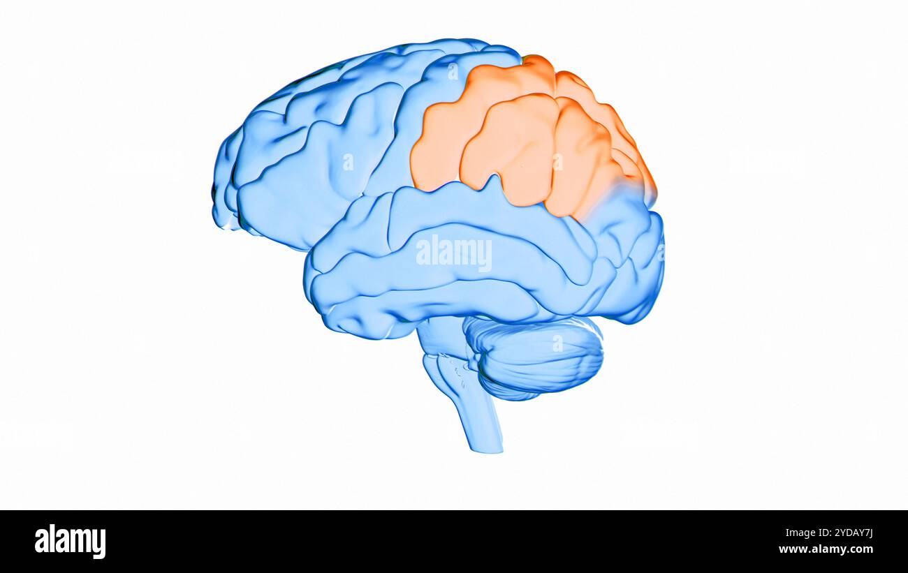 Illustration of the parietal lobe (orange) of the human brain. The ...