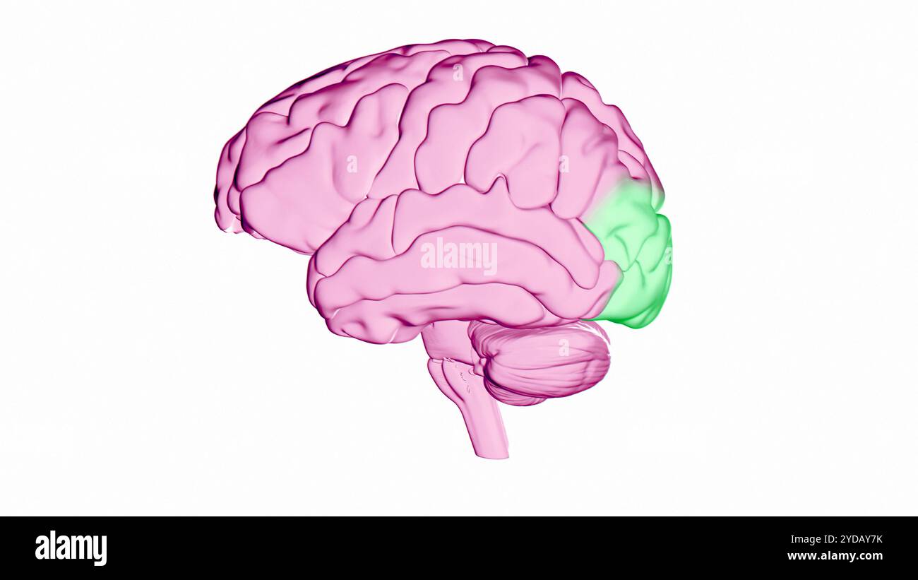 Illustration of the occipital lobe (green) of the human brain. The ...