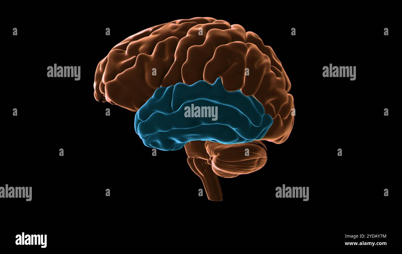 Illustration Of The Temporal Lobe Blue Of The Human Brain This Region Of The Brain Is