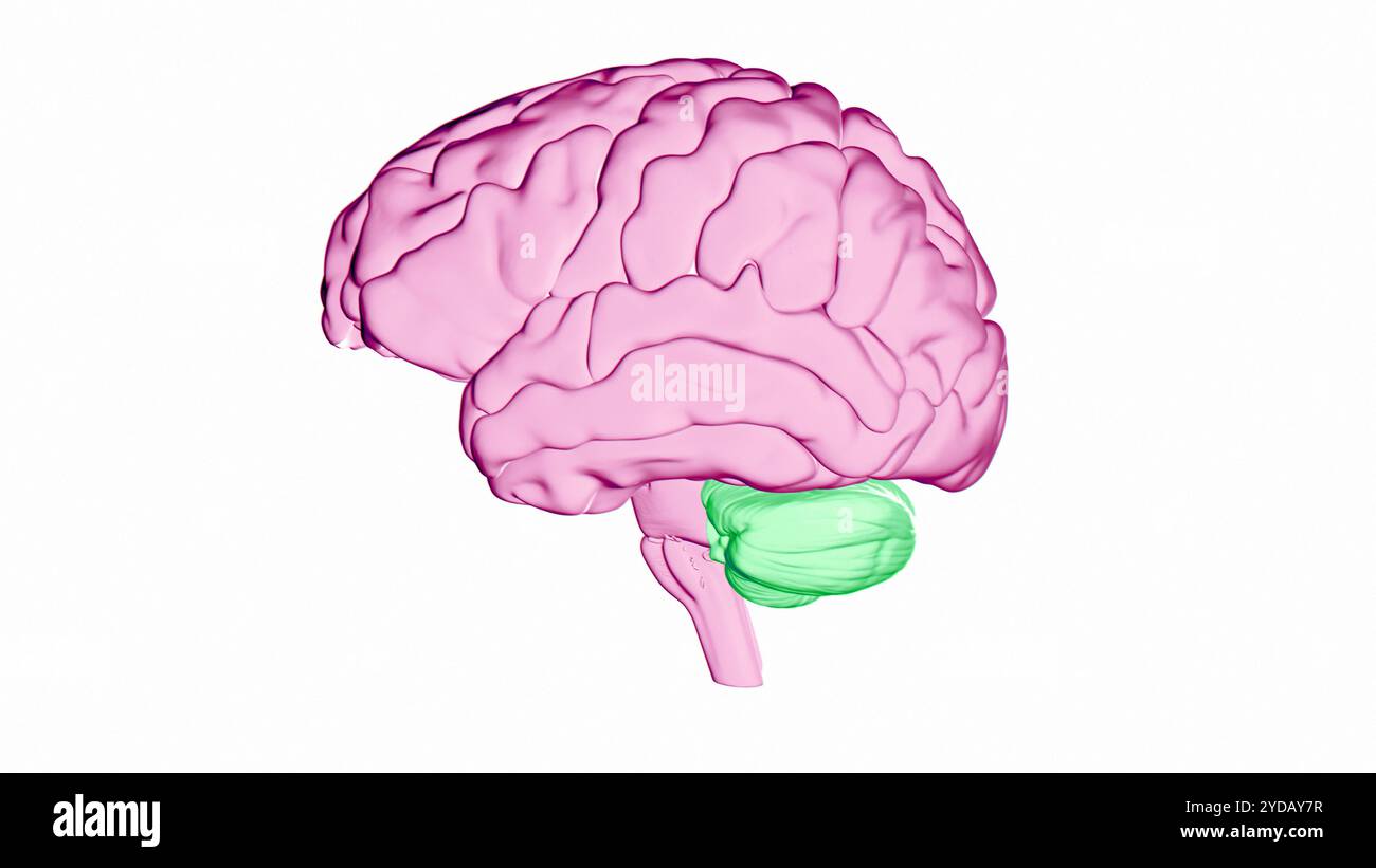 Illustration of the human cerebellum (green), the part of the brain ...