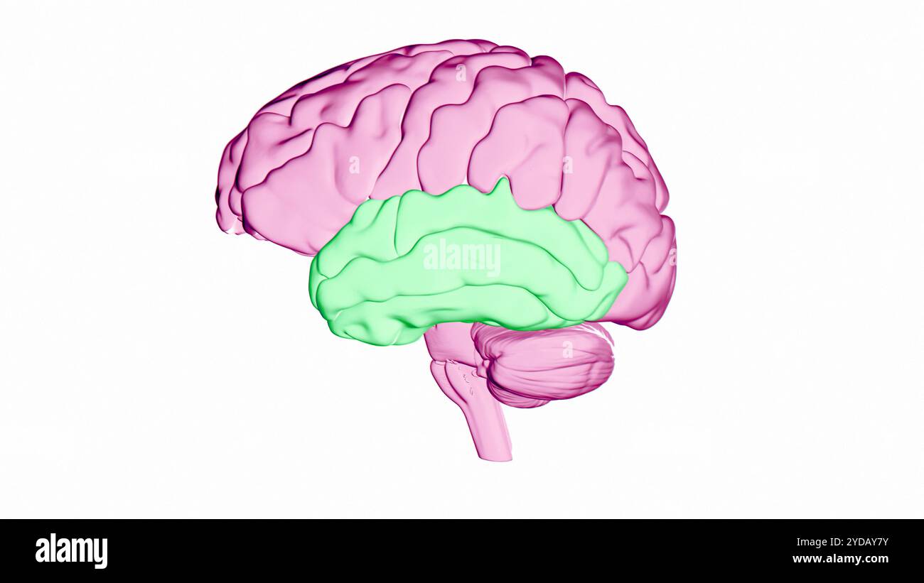 Illustration of the temporal lobe (green) of the human brain. This ...