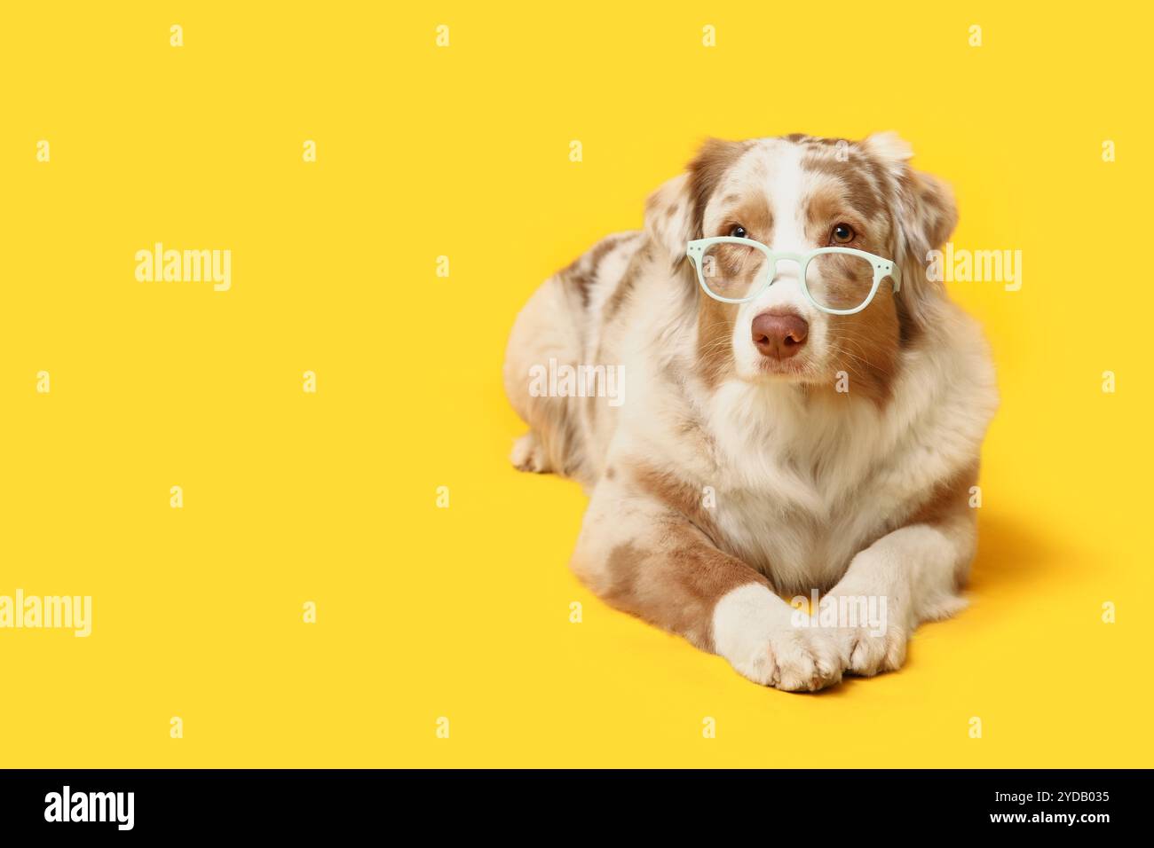 Funny Australian Shepherd dog with eyeglasses lying on yellow ...