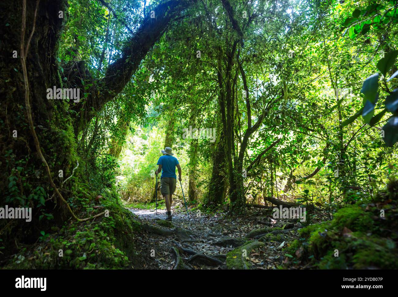 Hiking in the rainforest of Chile, South America Stock Photo - Alamy