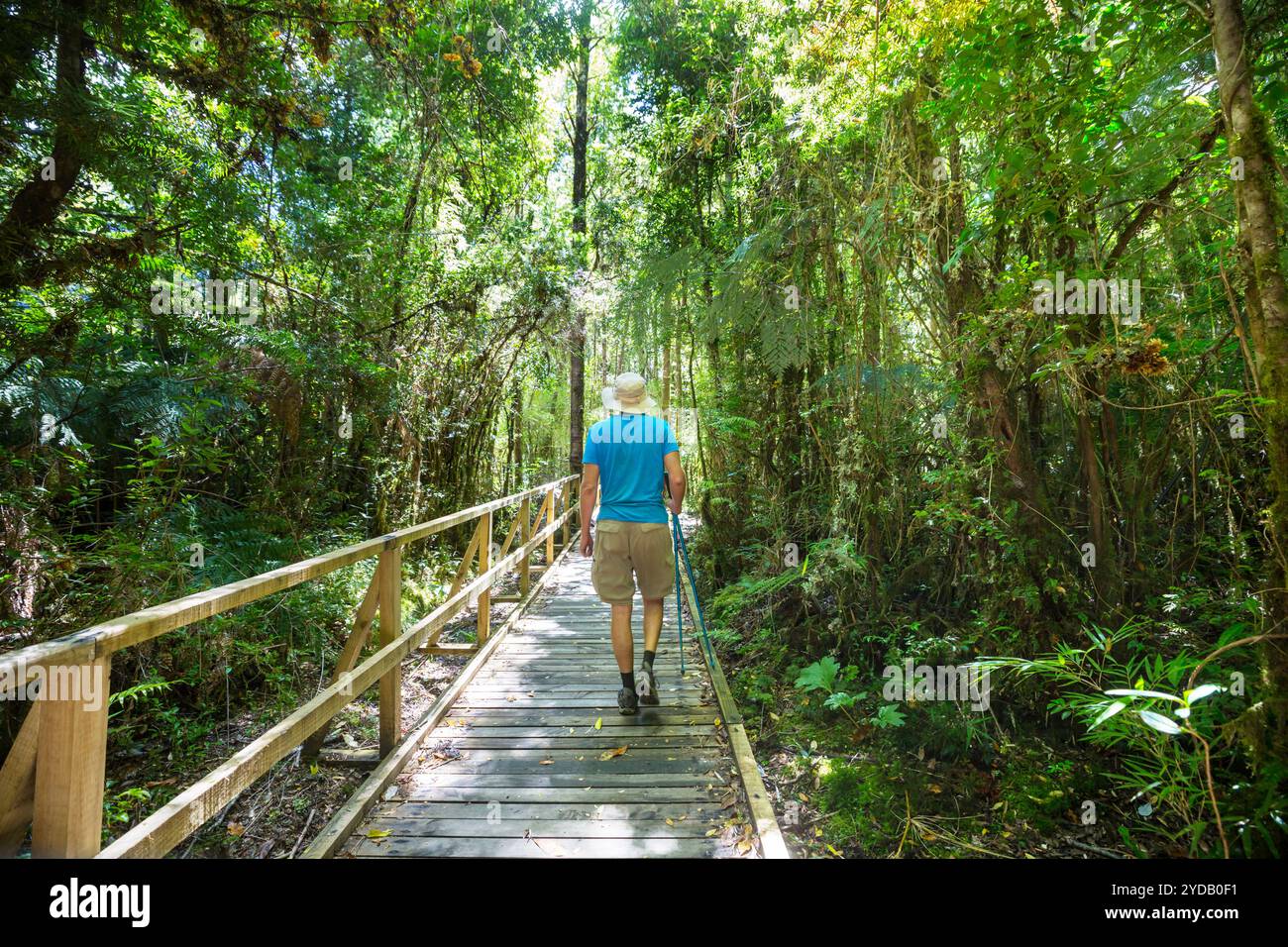 Hiking in the rainforest of Chile, South America Stock Photo - Alamy