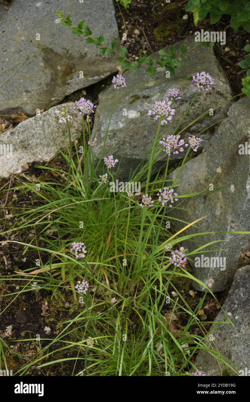 Allium angulosum, Mouse garlic Stock Photo - Alamy