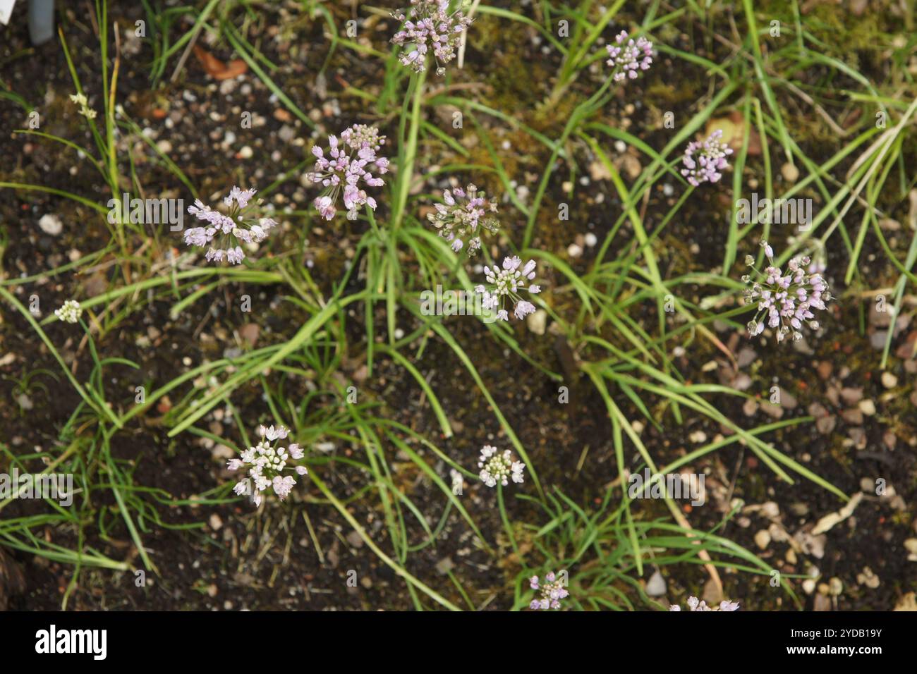 Allium angulosum, Mouse garlic Stock Photo - Alamy
