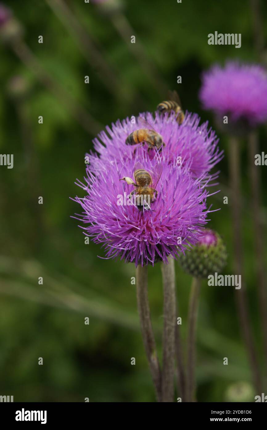 Cirsium canum, Queen Annes thistle Stock Photo - Alamy