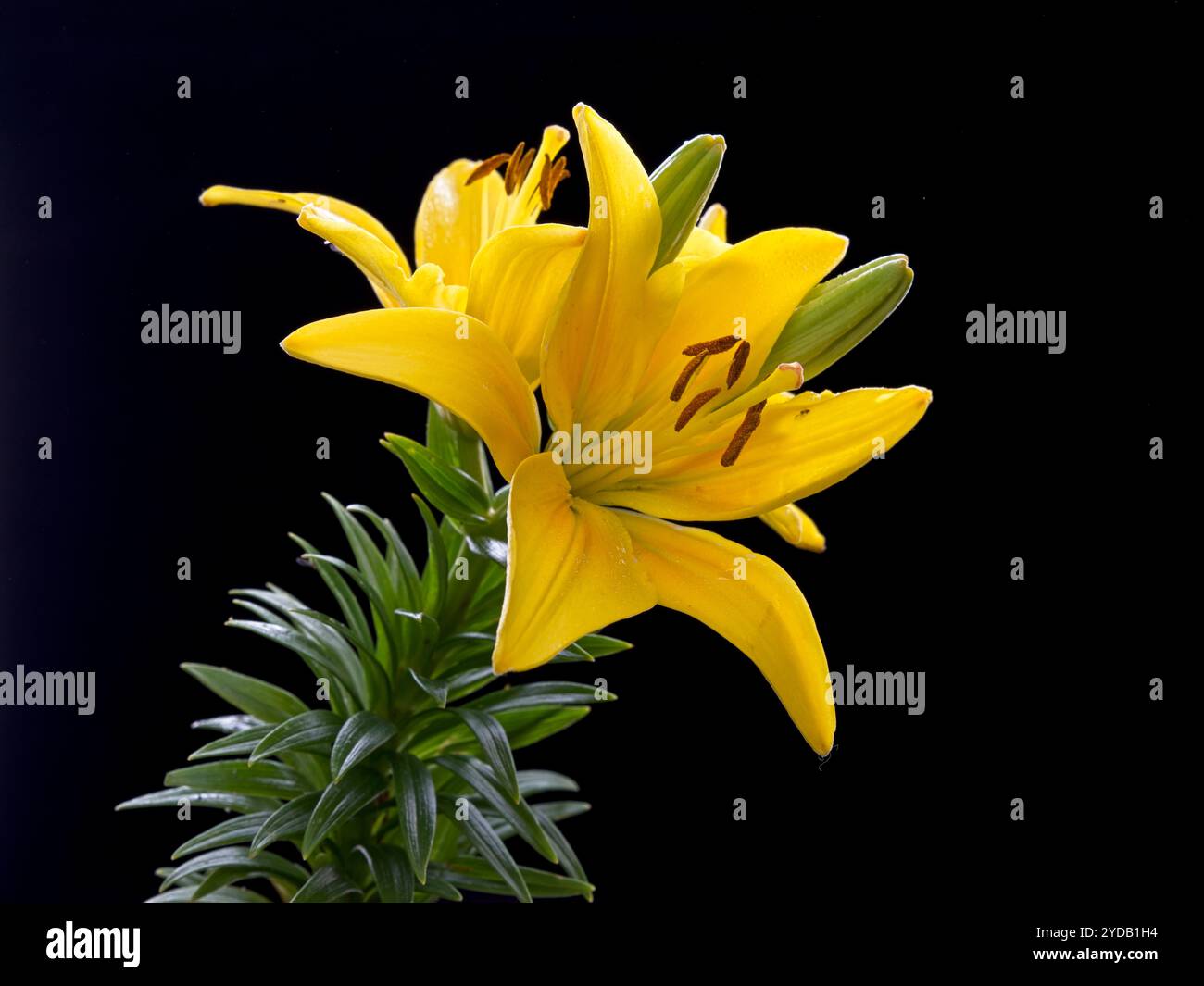 Macro photo blooming lilies hi-res stock photography and images - Alamy