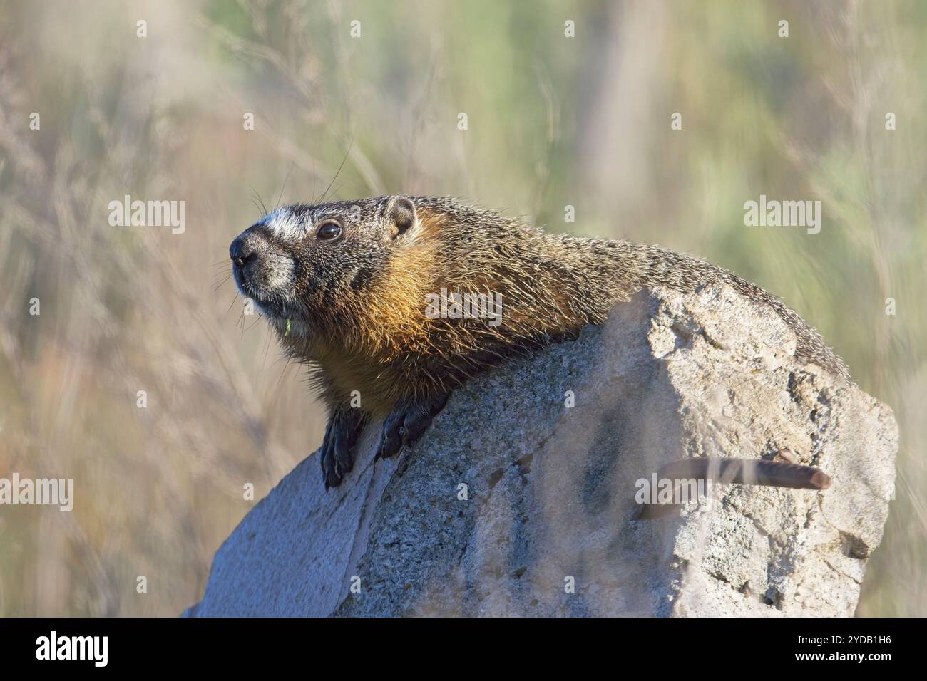 Hoary Marmot looking around on a rock Stock Photo - Alamy