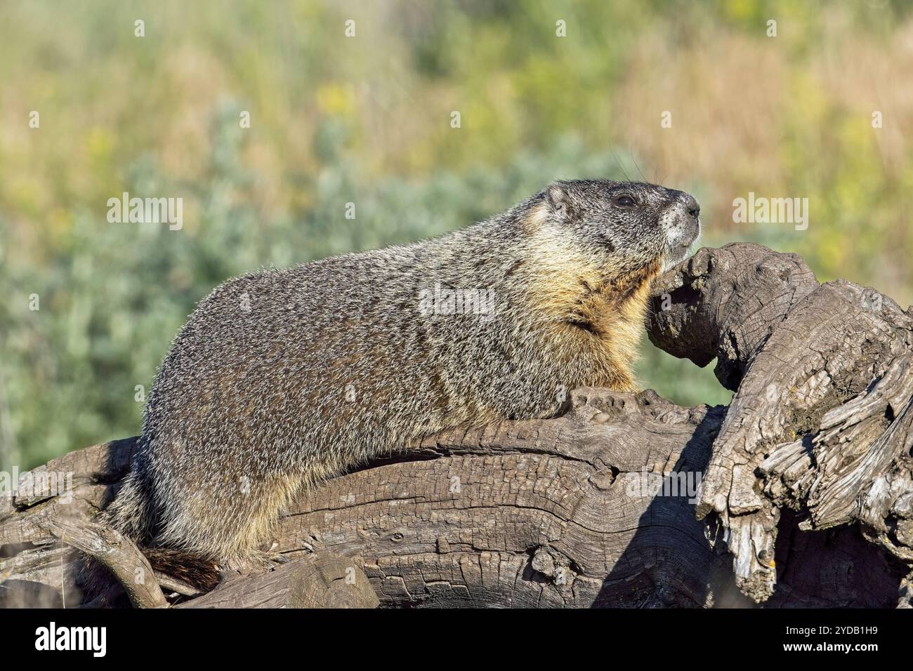 Side view cute american hi-res stock photography and images - Alamy