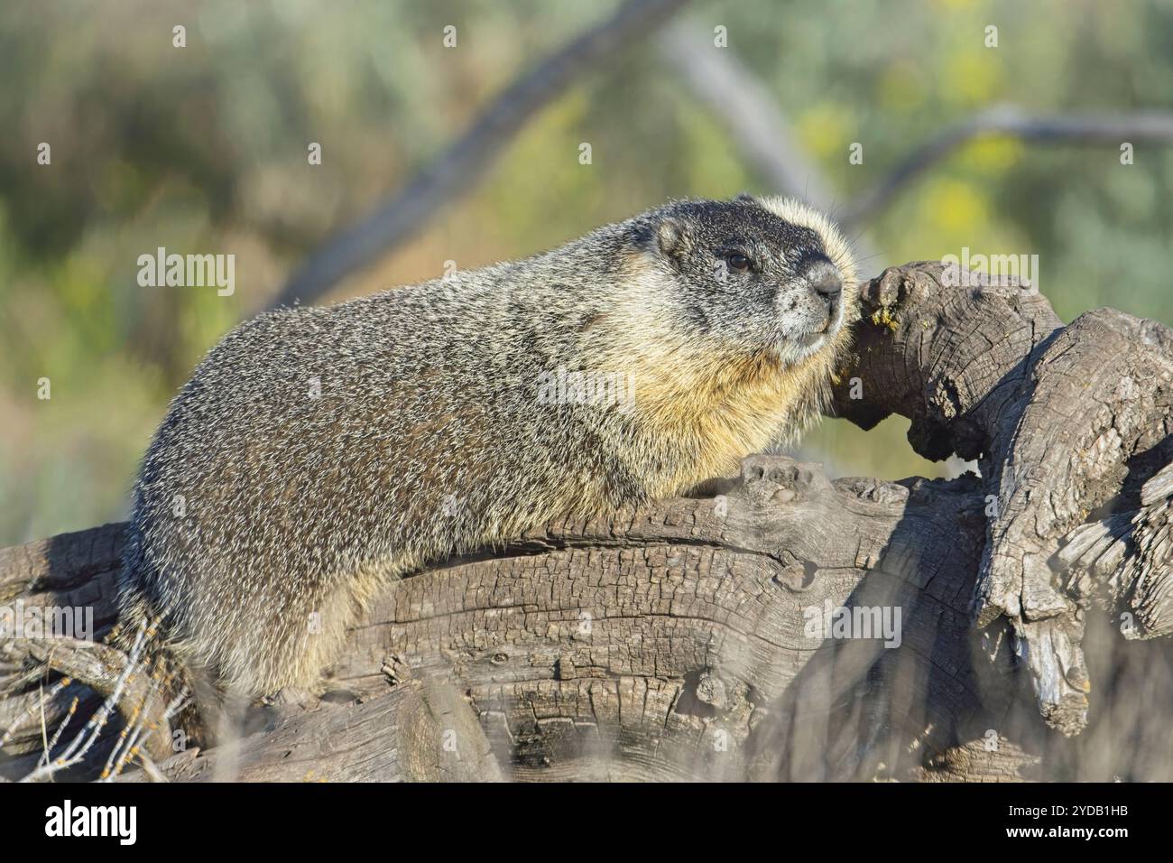 Marmot in american nature hi-res stock photography and images - Alamy