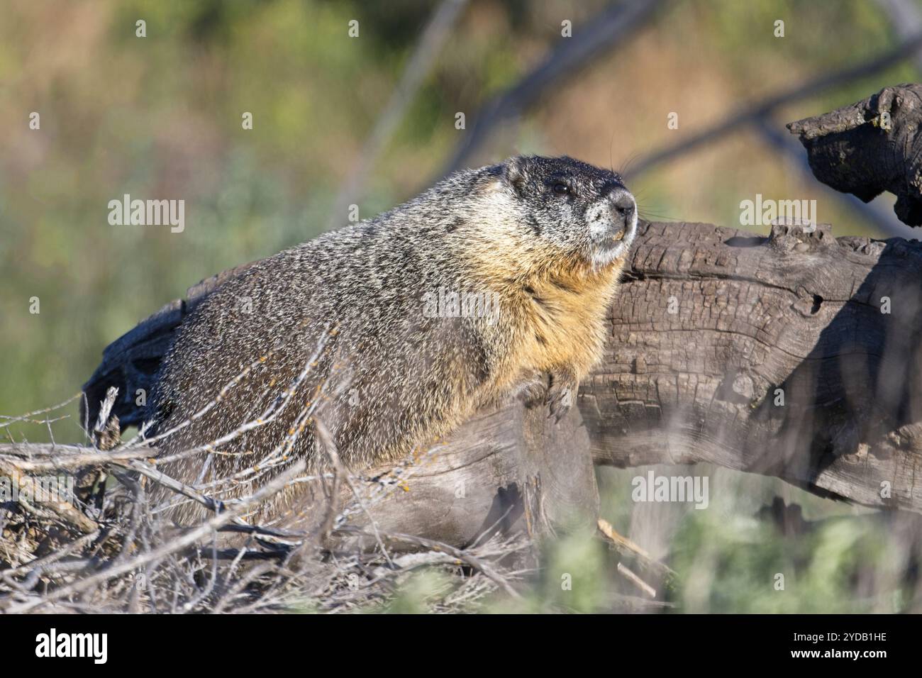 Cute marmot soaking in the sun Stock Photo - Alamy