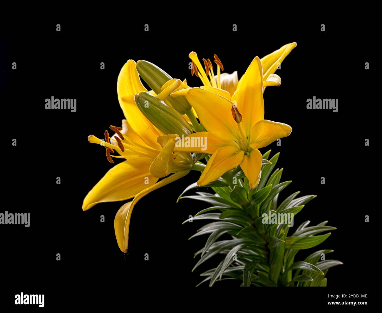 Yellow lilies in a studio Stock Photo - Alamy