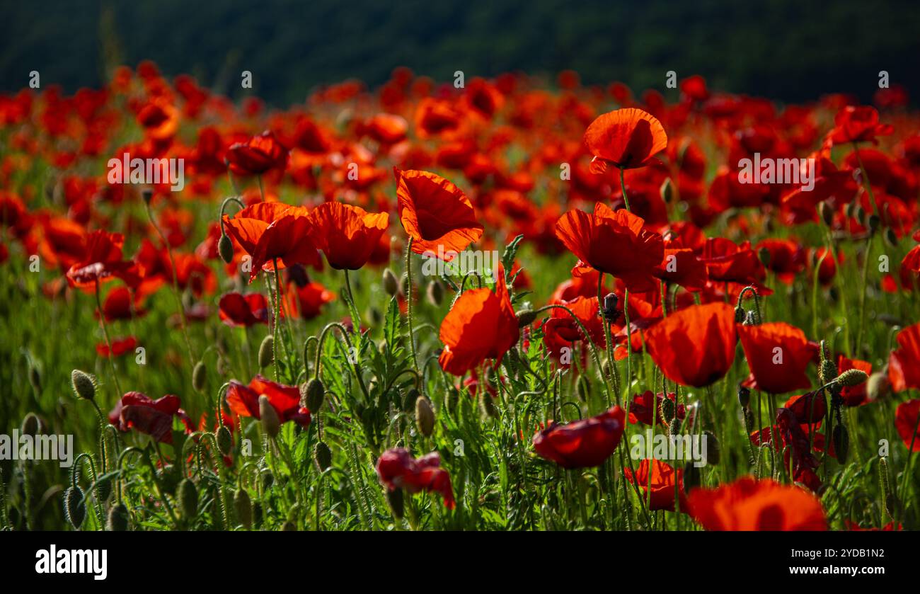 Anzac day. Remembrance day, Memorial day. Red poppies. Vivid poppy ...