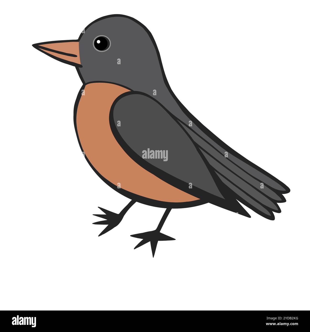 American robin bird drawing hi-res stock photography and images - Alamy