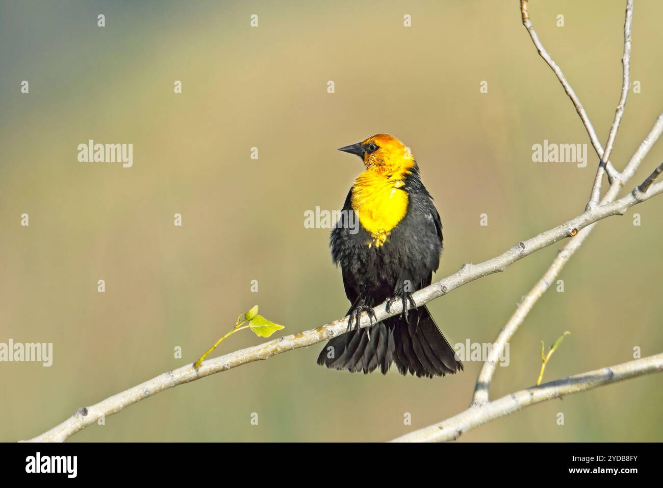 Black chest bird hi-res stock photography and images - Alamy