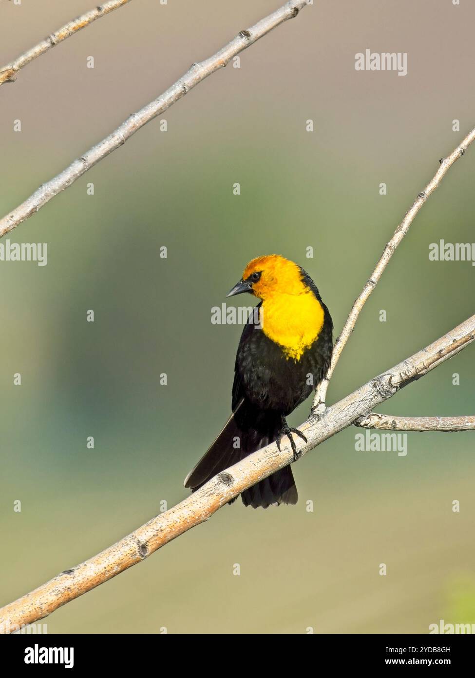 Cute profile of yellow headed blackbird Stock Photo - Alamy