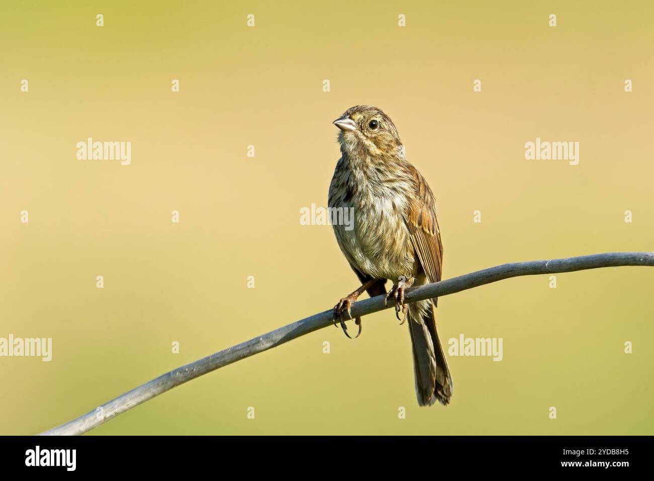 Song sparrow bird perched hi-res stock photography and images - Alamy