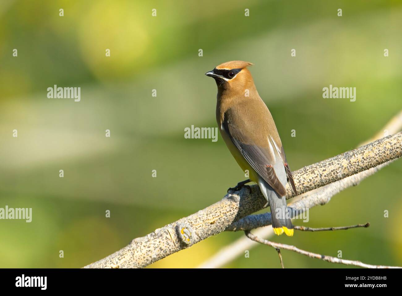Cedar waxwing portrait hi-res stock photography and images - Alamy