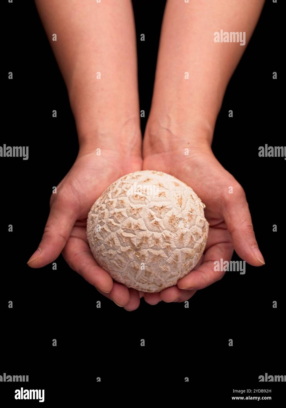 Puffball texture hi-res stock photography and images - Alamy
