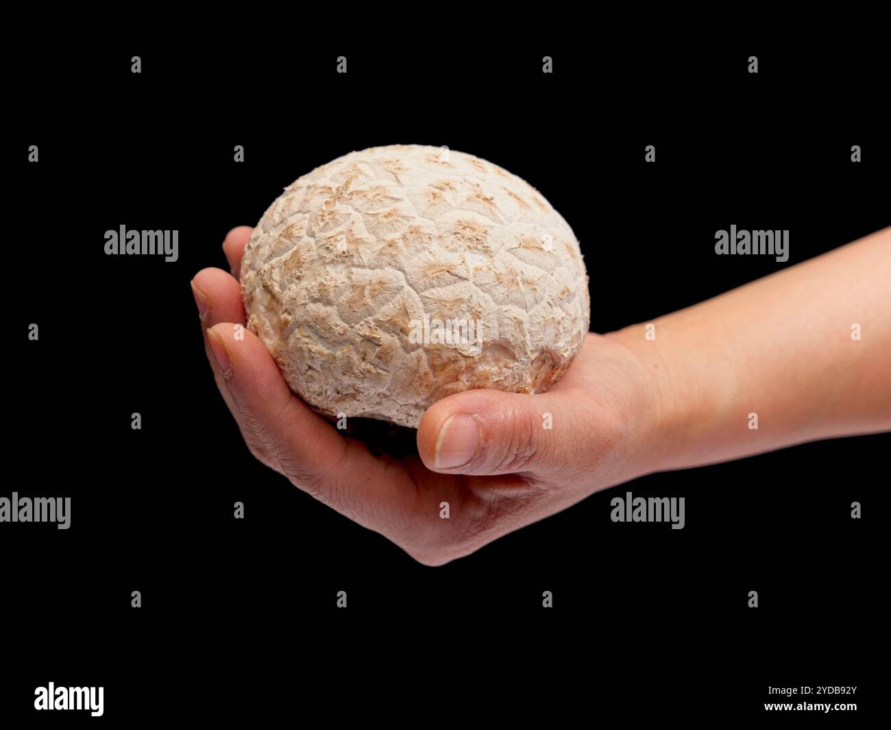 Side view mushroom hi-res stock photography and images - Alamy