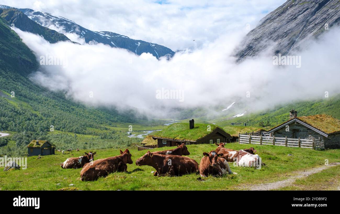 Norwegian cows hi-res stock photography and images - Alamy