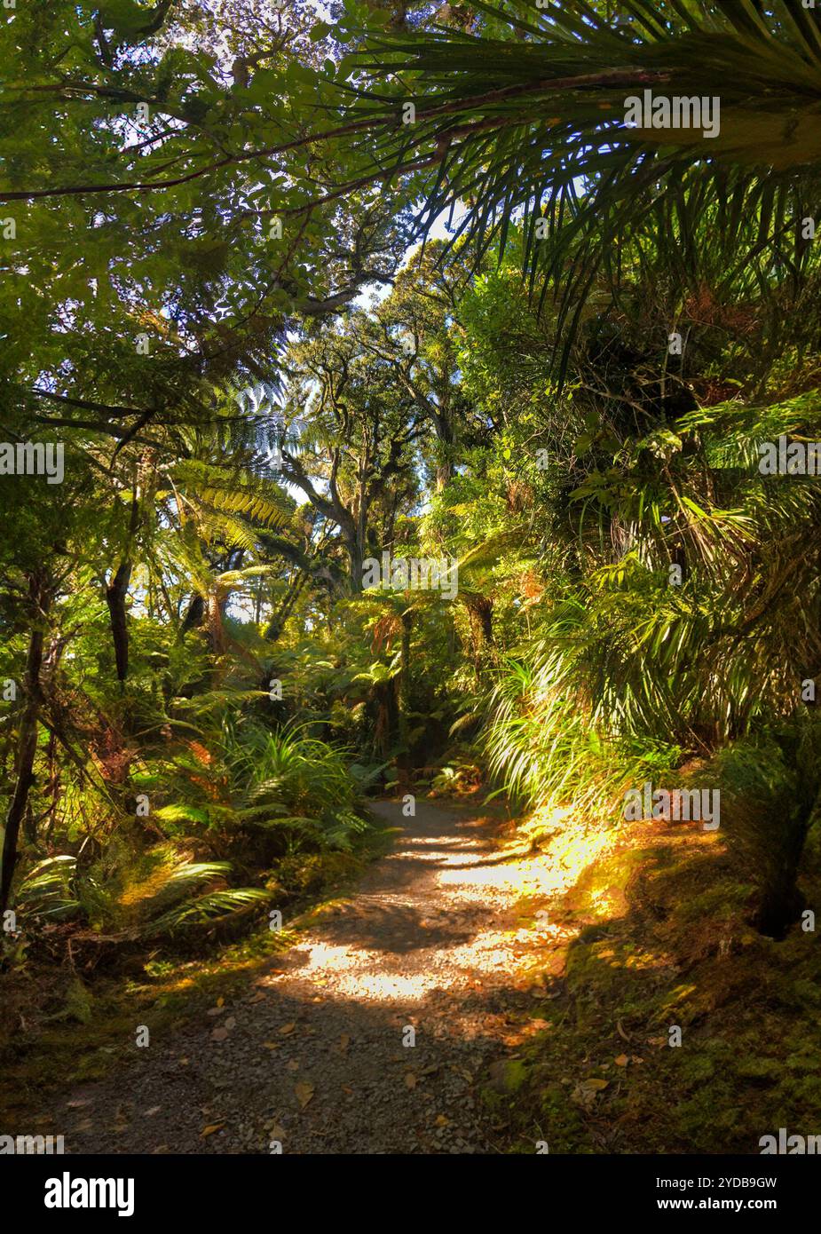 Walking along the pedestrian pathway in lush native forest light by ...