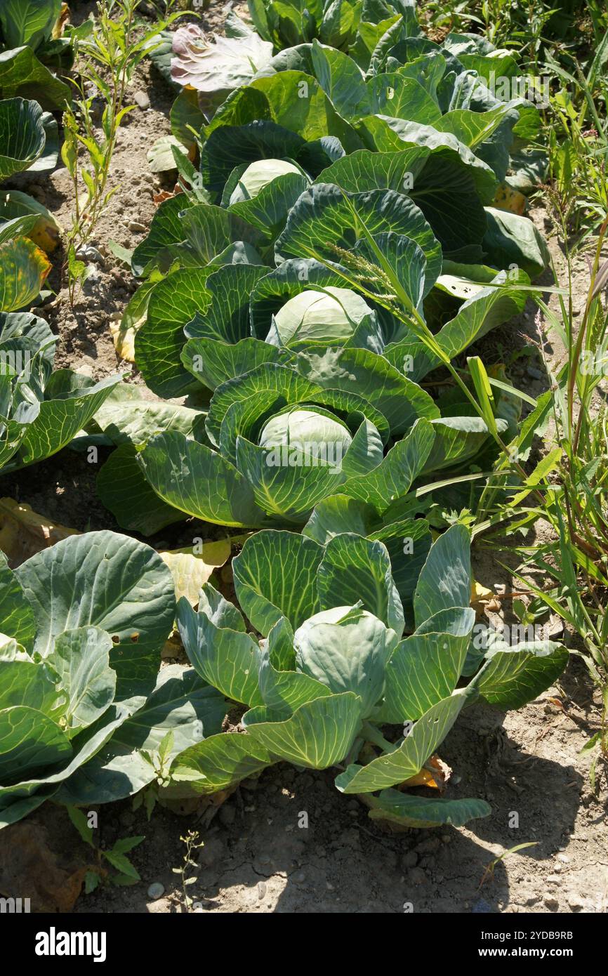 Filderkraut cabbage hi-res stock photography and images - Alamy