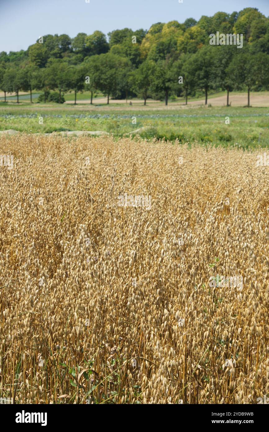 Oat avena sativa field hi-res stock photography and images - Alamy