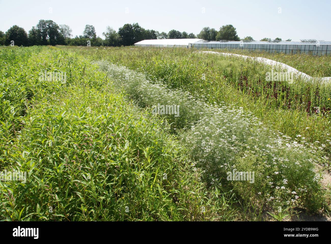 Coriandrum sativum plant hi-res stock photography and images - Alamy