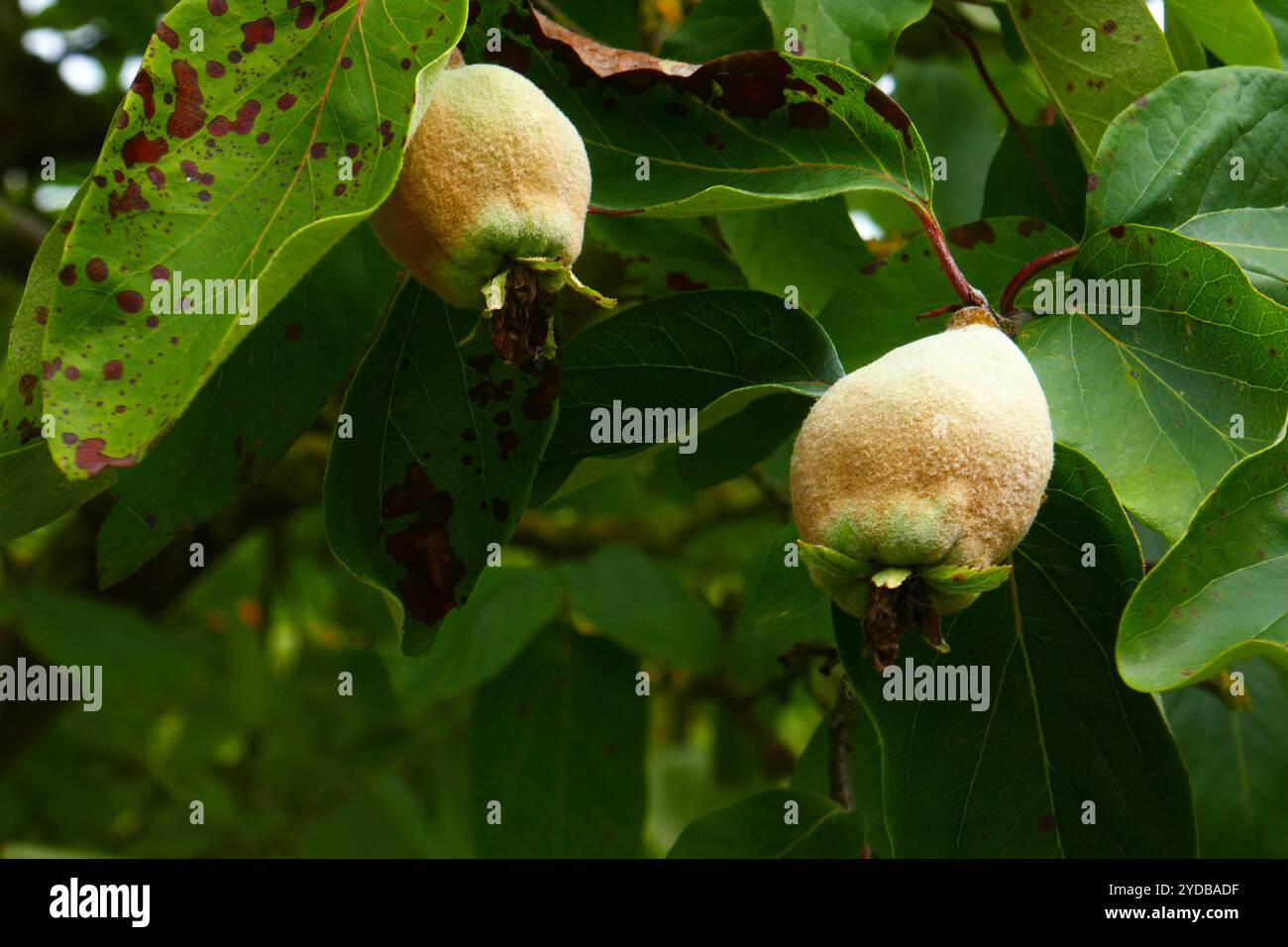 Portuguese quince hi-res stock photography and images - Alamy