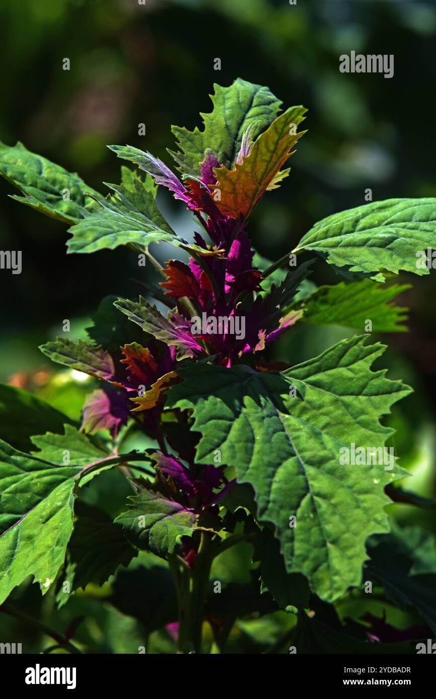 Giant tree spinach hi-res stock photography and images - Alamy