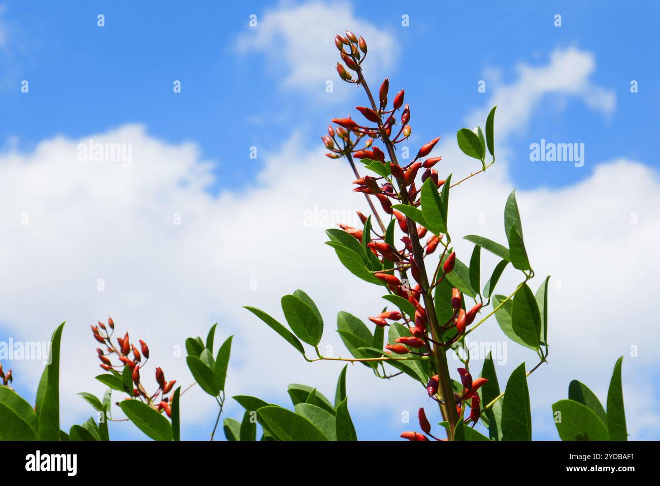 Tribus phaseoleae hi-res stock photography and images - Alamy