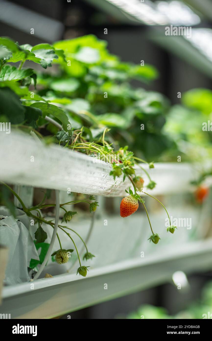 Strawberry filled greenhouse shelf with specialized pollination ...