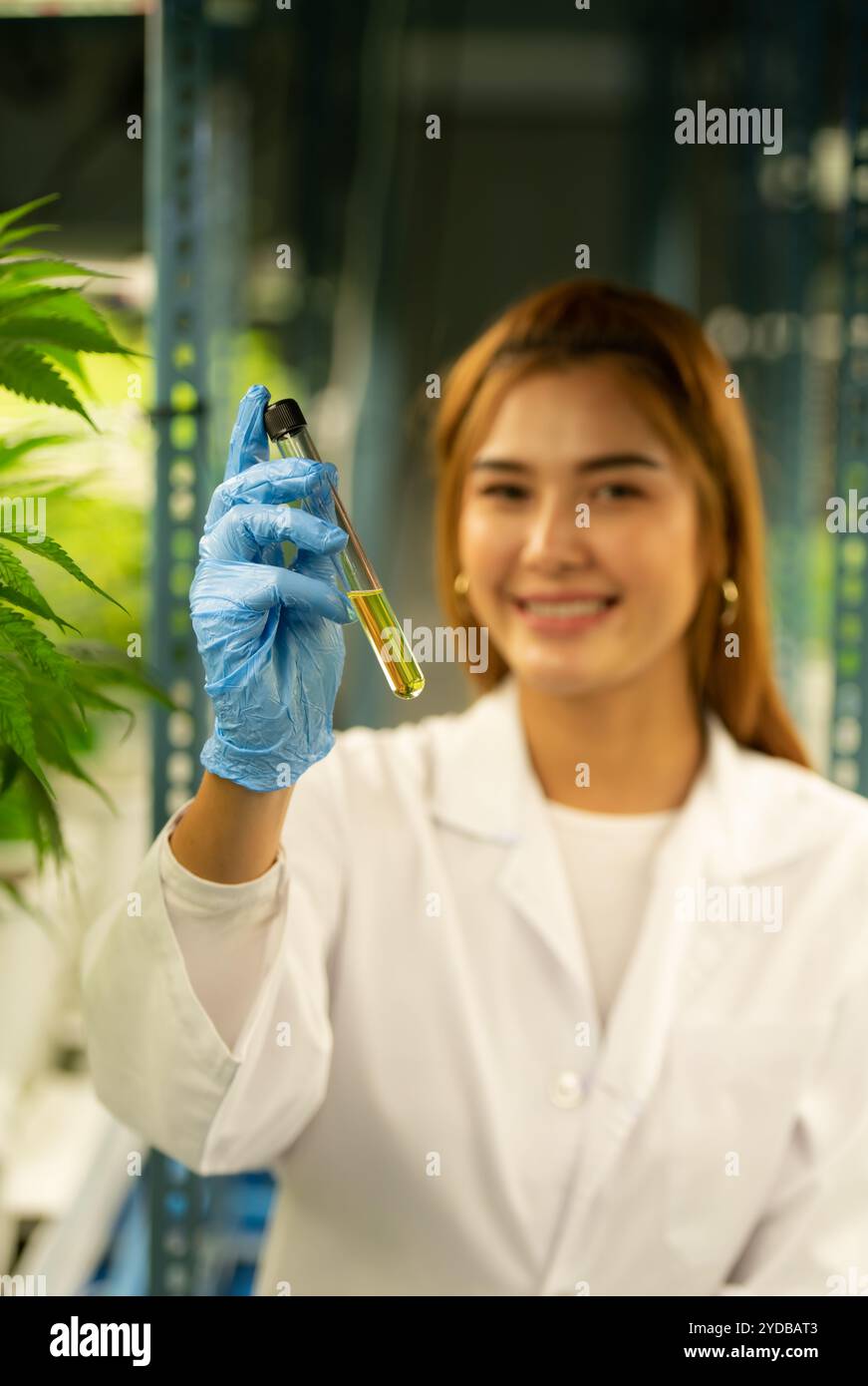 Scientist at cannabis farm with extracted cannabis oil Among the ...