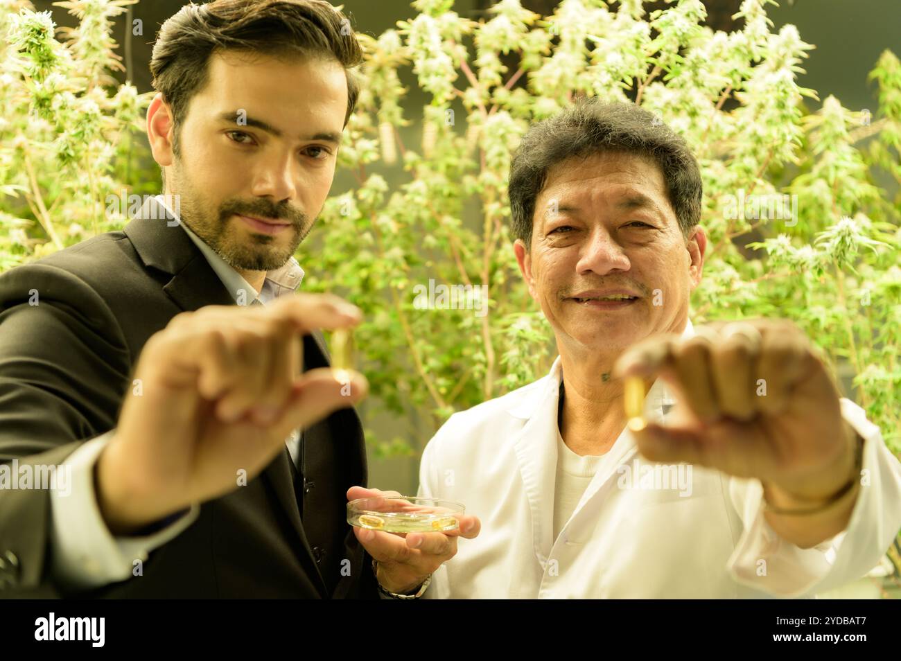 Farm owners and scientists who run the cannabis plantation. Verify the ...