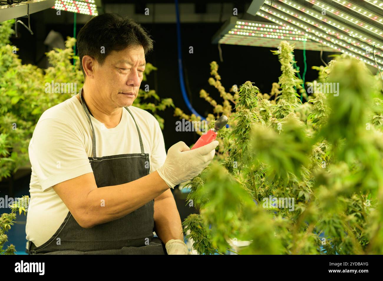 Farm worker with beautiful cannabis plants growing in the factory ...