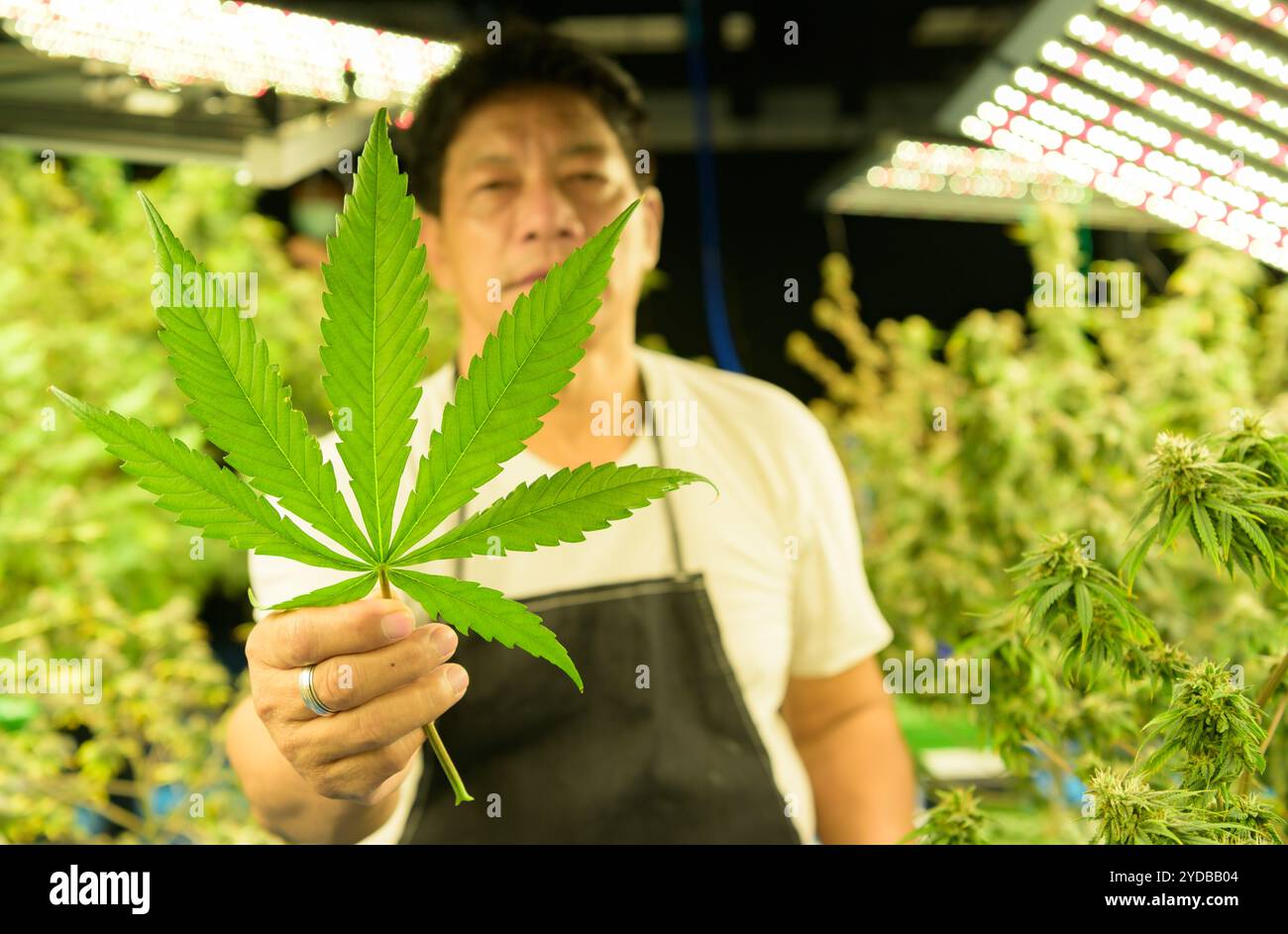 Farm worker with beautiful cannabis plants growing in the factory ...