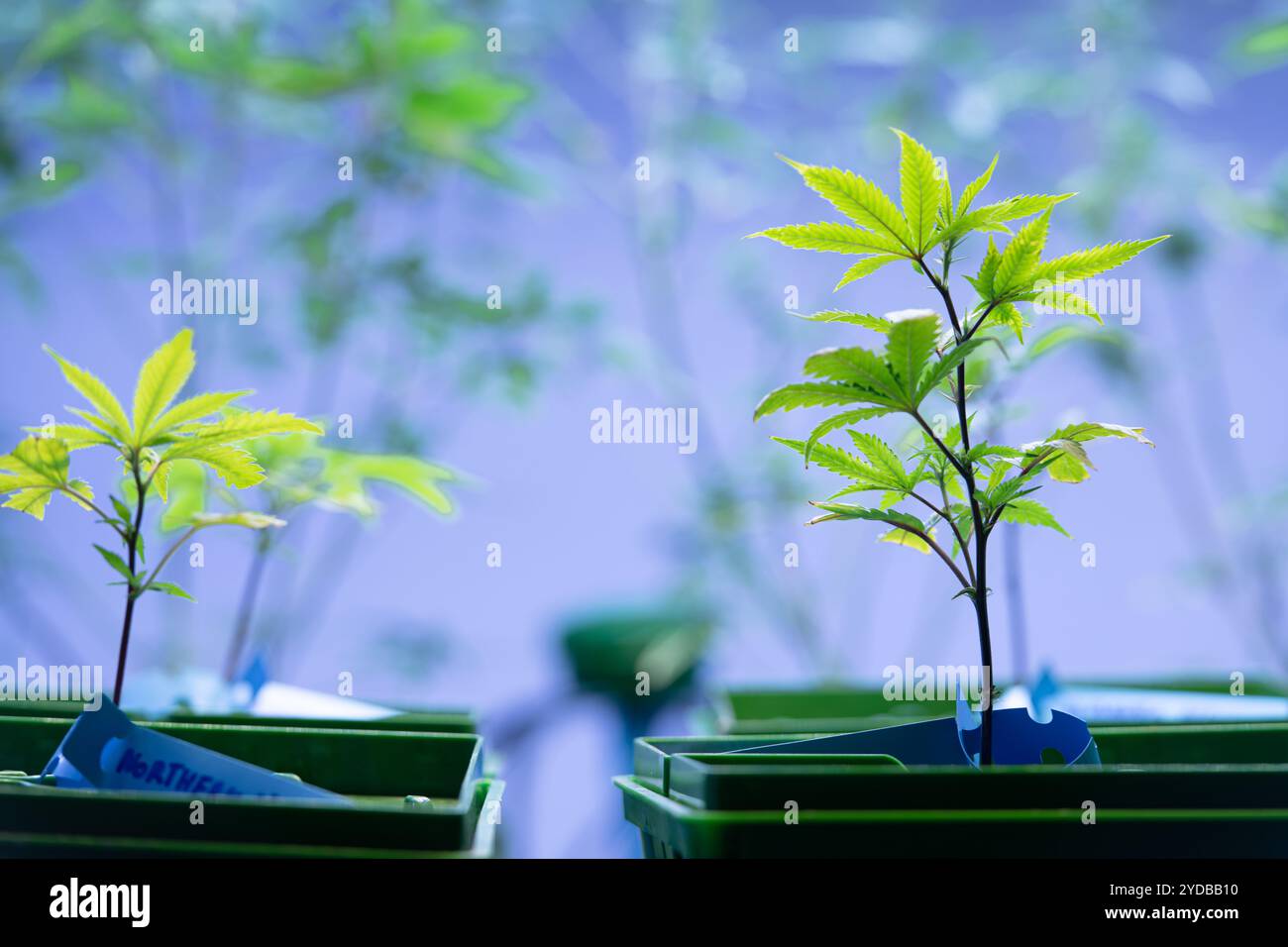 Young cannabis seedling in pots for growing. Growing ready to be raised ...