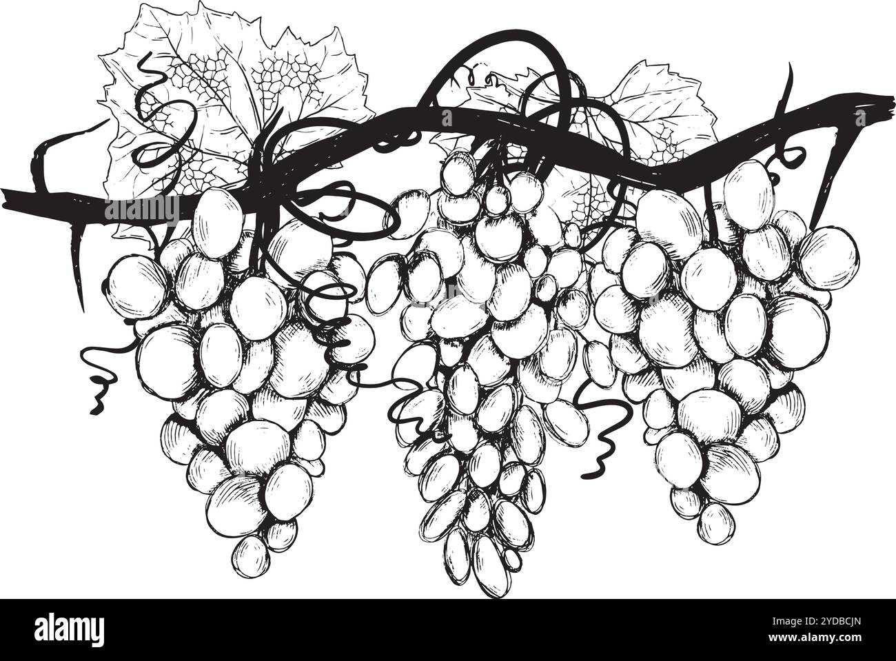 Vines vector Black and White Stock Photos & Images - Alamy