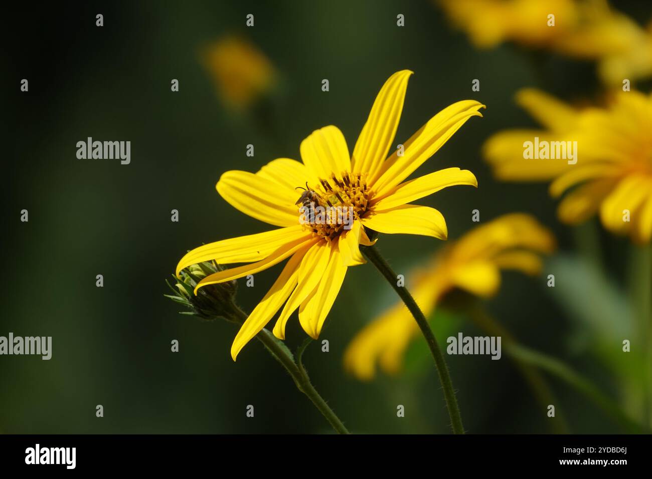Rudbeckia laciniata, cutleaf coneflower Stock Photo - Alamy