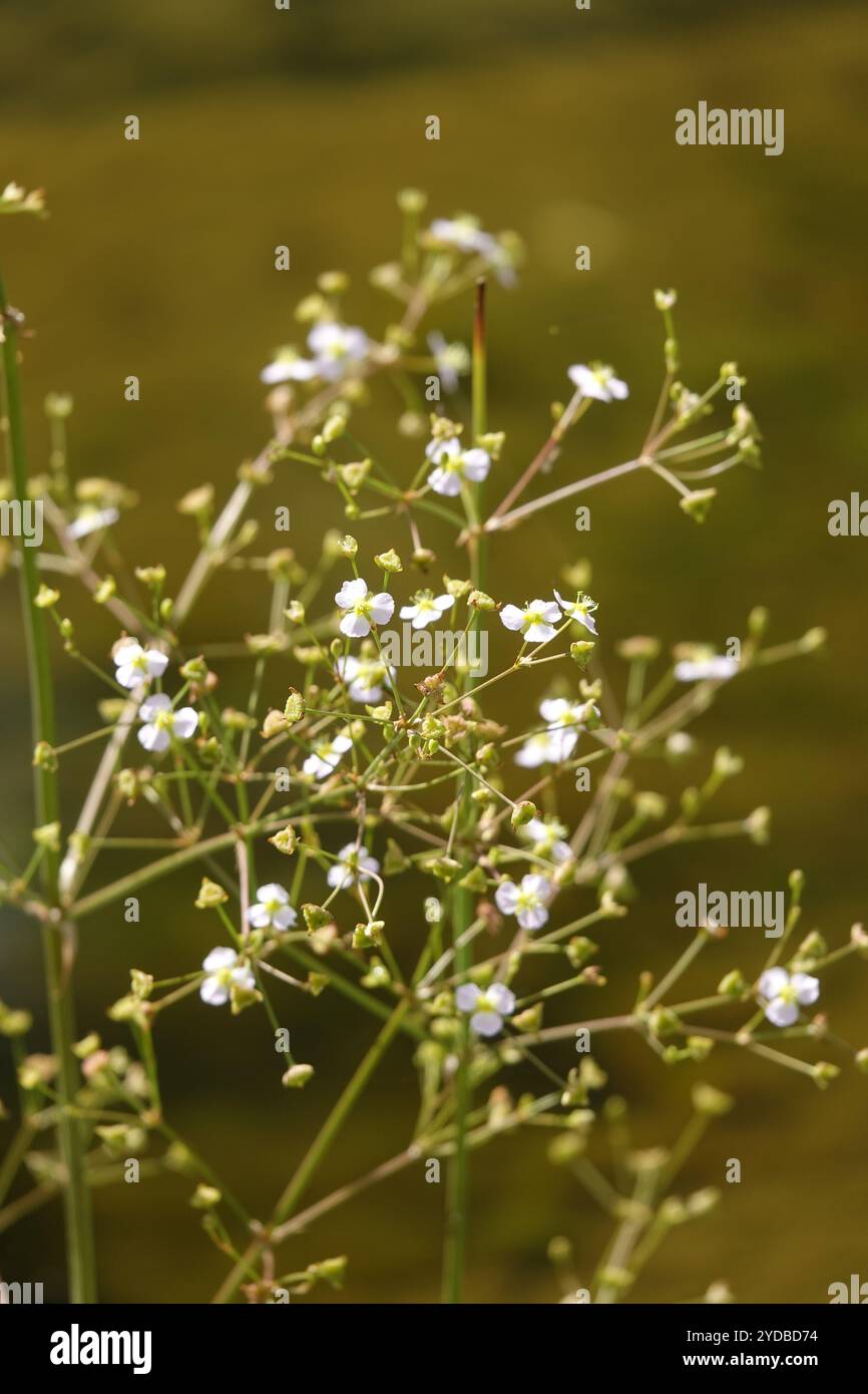 Alisma plantago-aquatica, water plantain Stock Photo - Alamy