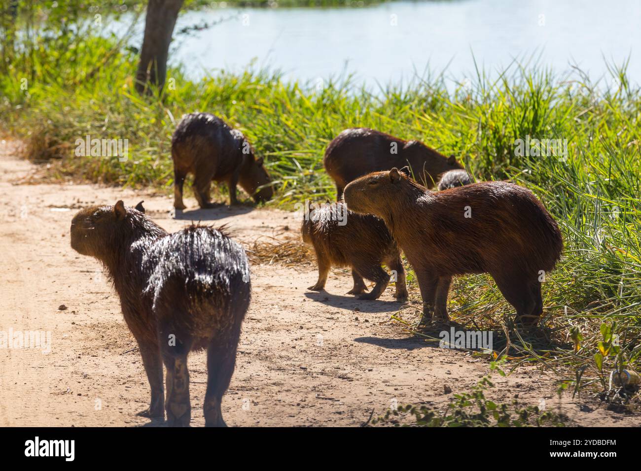 Capybara in the Pantanal, Brazil, South America Stock Photo - Alamy