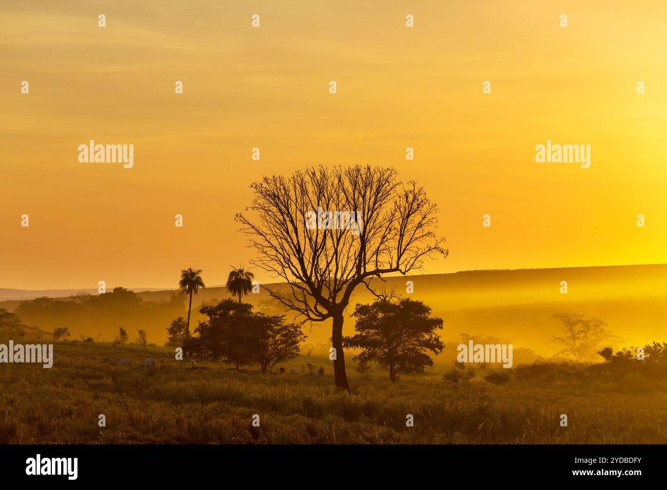 Rural landscapes in Brazil Stock Photo - Alamy