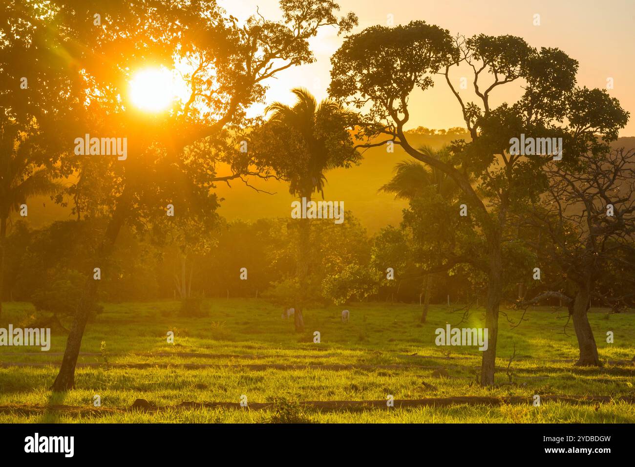 Rural landscapes in Brazil Stock Photo - Alamy