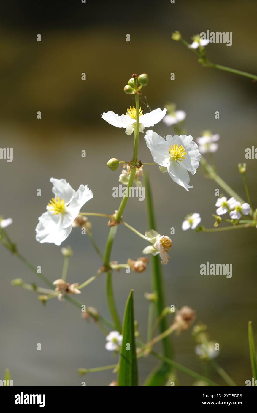 Katniss sagittaria latifolia hi-res stock photography and images - Alamy