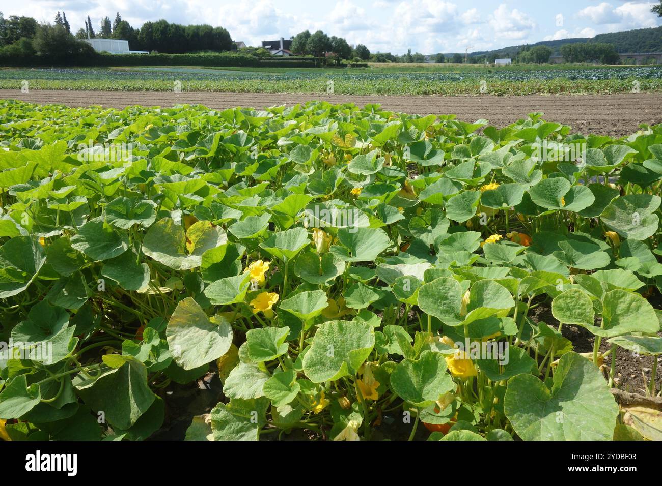Cucurbita pepo, pumpkin Stock Photo - Alamy